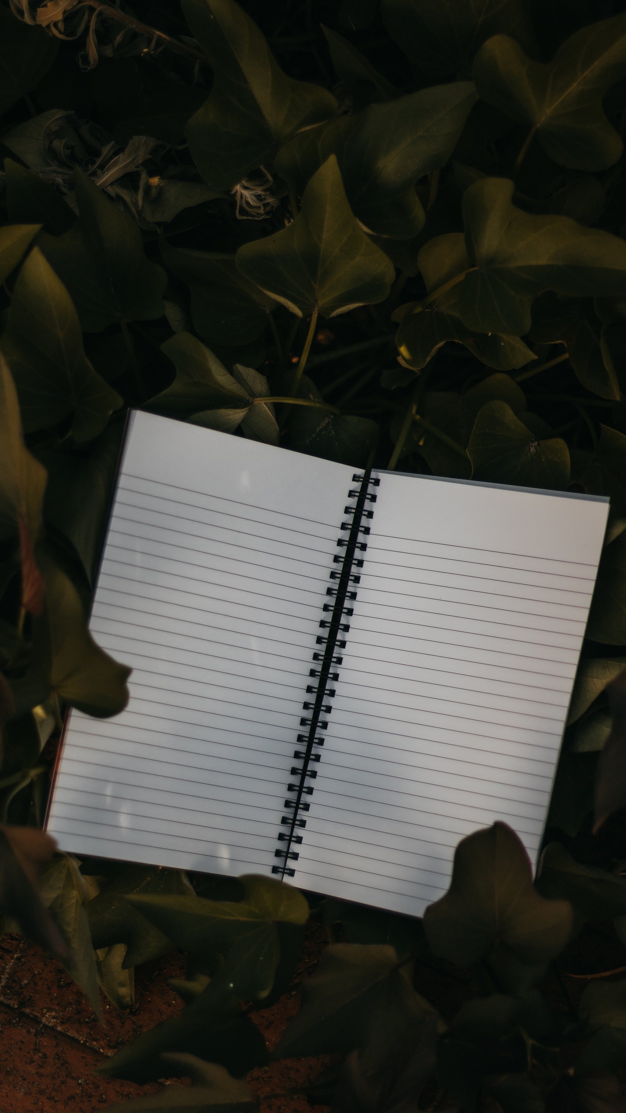 Sol Search Studio - Multipassionate Visual Artist – solsearchstudio