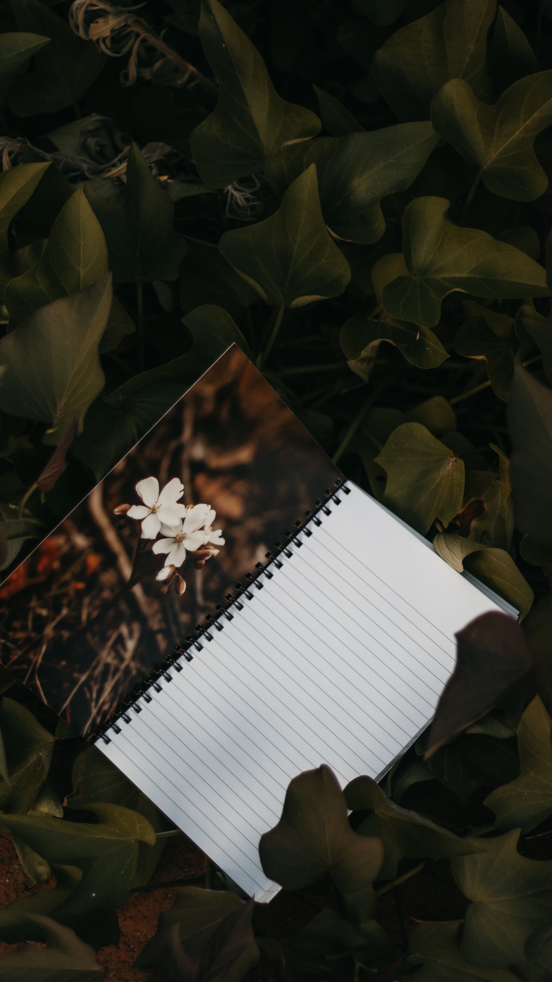 Sol Search Studio - Multipassionate Visual Artist – solsearchstudio