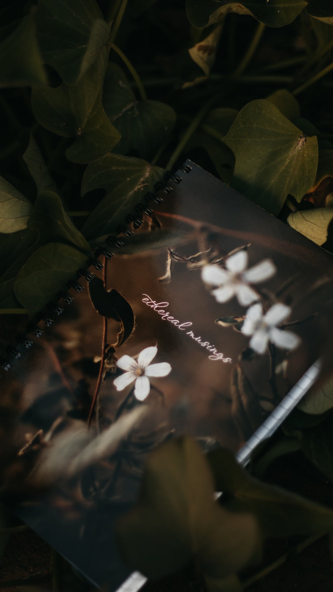 Sol Search Studio - Multipassionate Visual Artist – solsearchstudio