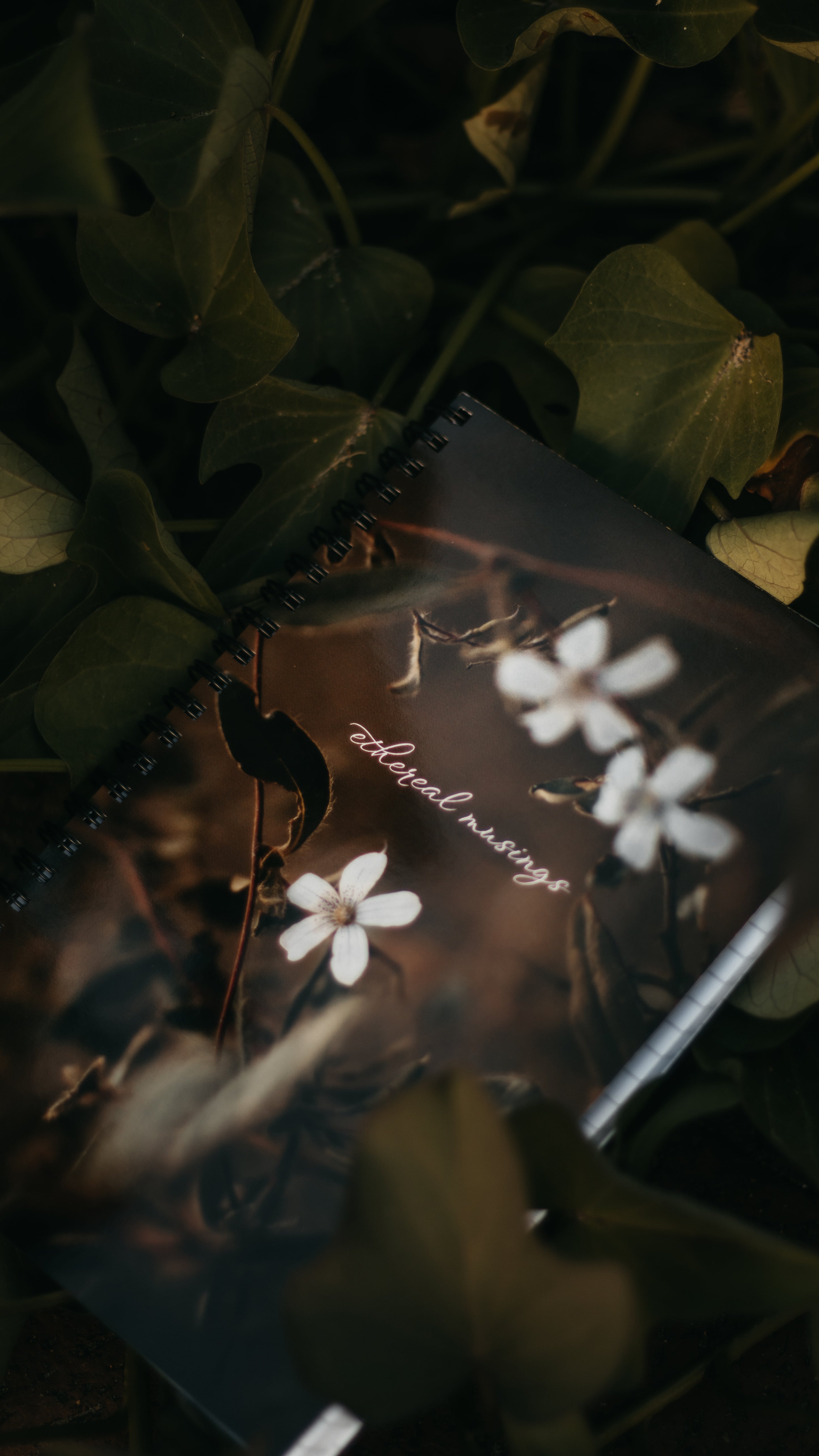 Sol Search Studio - Multipassionate Visual Artist – solsearchstudio