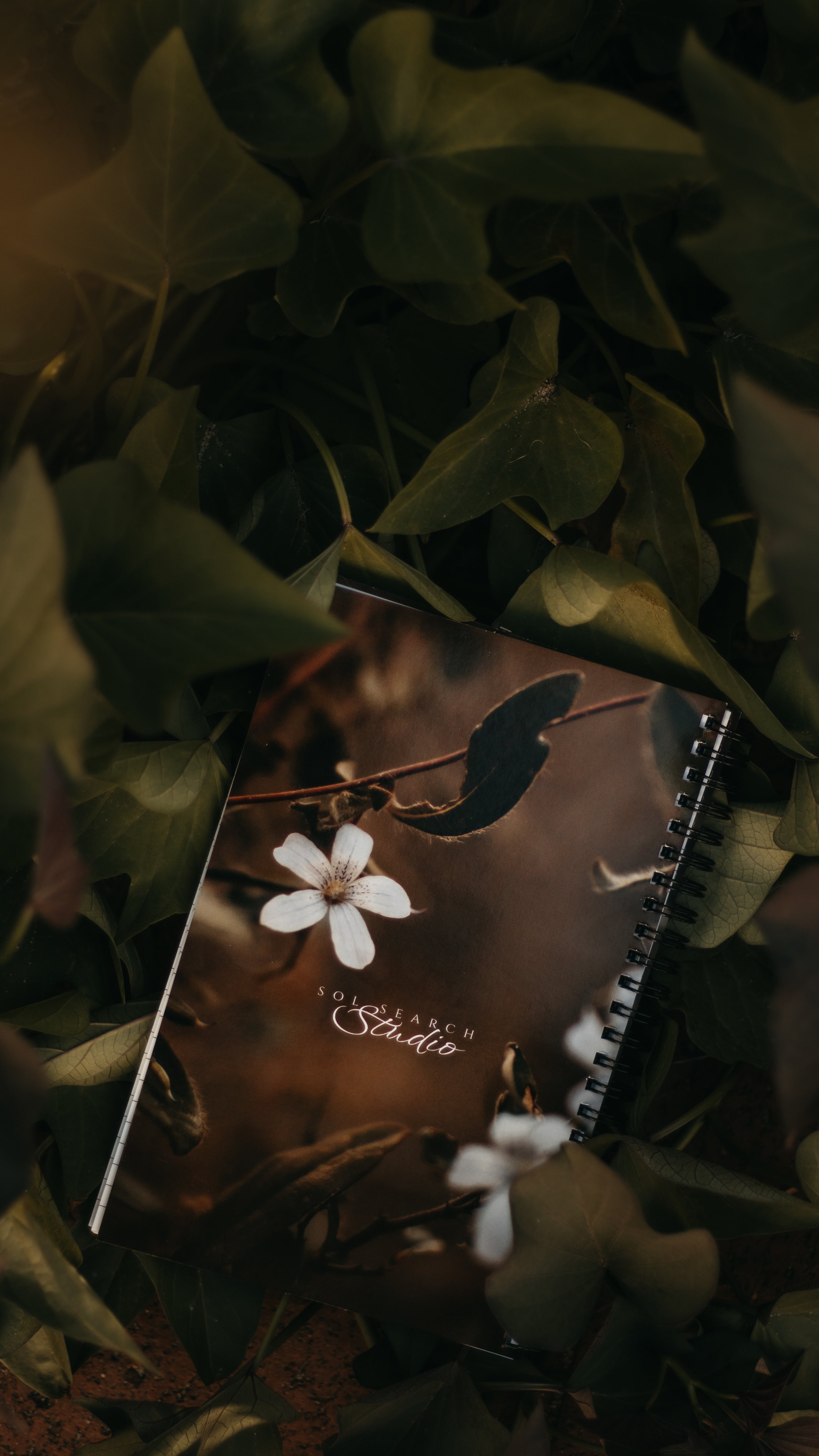 Sol Search Studio - Multipassionate Visual Artist – solsearchstudio